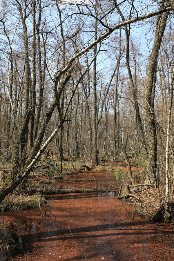 Bog in sprig forest stock image. Image of tourism, plant - 144288277