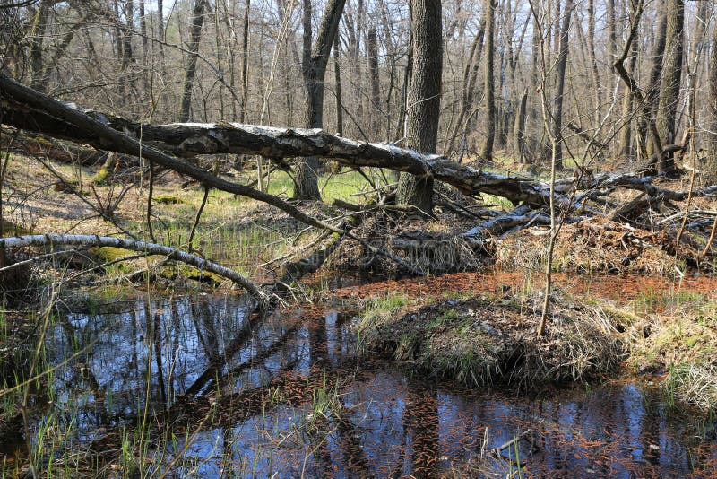 Bog in spring forest stock image. Image of grass, forrest - 144288197