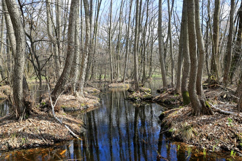 Bog in spring forest stock image. Image of swamp, forest - 69425723