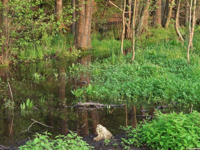 Bog at spring time stock image. Image of moor, edge, riverside - 36324479