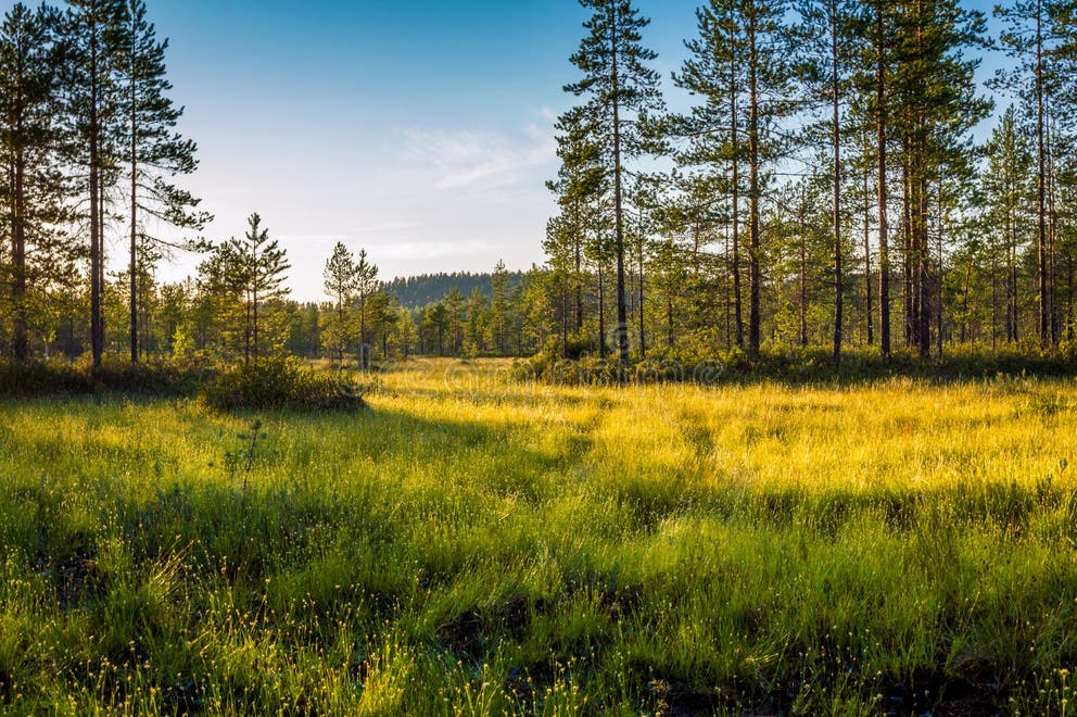 Bog sunset stock image. Image of sunset, swamp, forest - 43570285