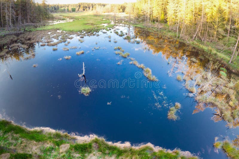 Bog Swamp in a Middle of a Forest Surrounded by Dense Trees on a Sunny ...