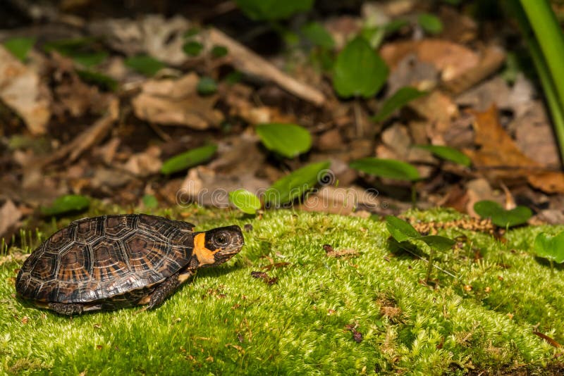 Bog Turtle stock photo. Image of orange, nature, biodiversity - 92403074