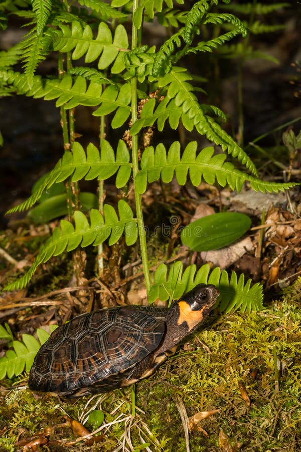 Bog Turtle stock image. Image of glyptemys, endangered - 92403095