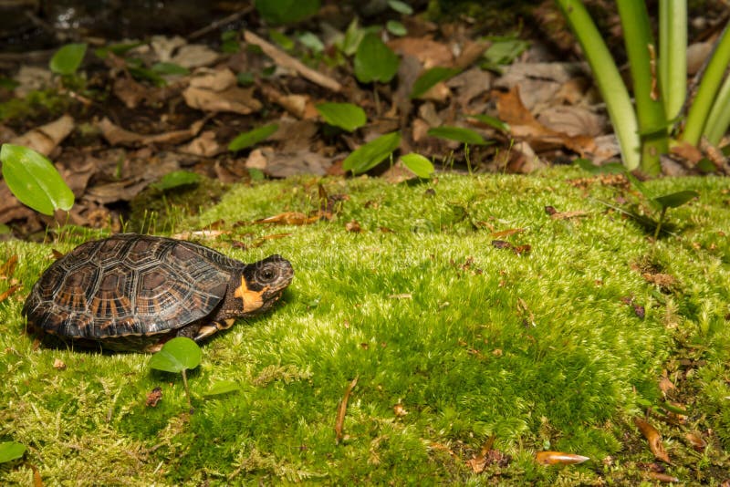 Bog Turtle stock image. Image of habitat, nature, baby - 92403179