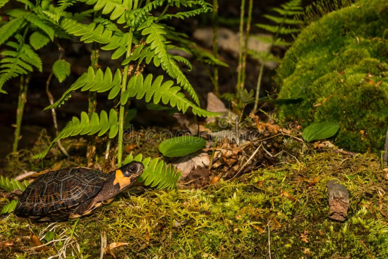 Bog Turtle stock image. Image of cute, conservation, ecology - 92403187