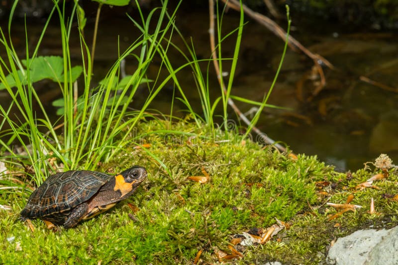 Bog Turtle stock photo. Image of biology, field, pattern - 92403268