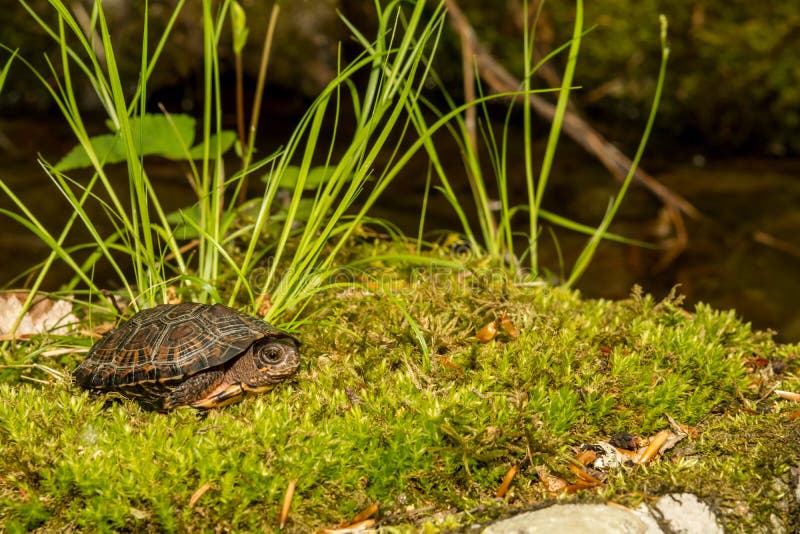 Bog Turtle stock image. Image of markings, glyptemys - 92403339