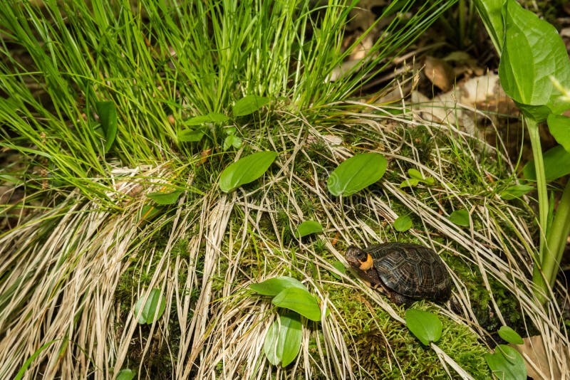 Bog Turtle stock image. Image of nature, cute, beautiful - 92597955