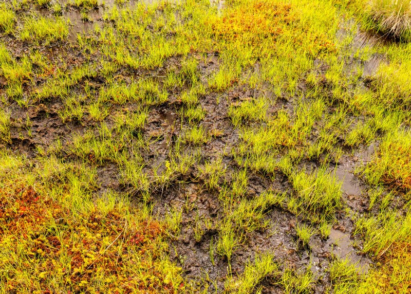 Bog Vegetation Background, Bog Grass, Plants, Water, Moss, Summer in ...
