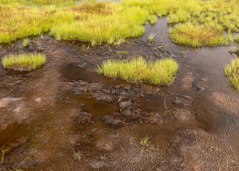 Bog Vegetation Background, Bog Grass, Plants, Water, Moss, Summer in ...