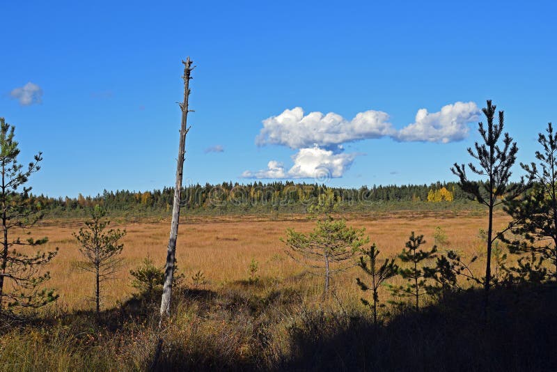 Bog stock image. Image of forest, marsh, national, grass - 78258699