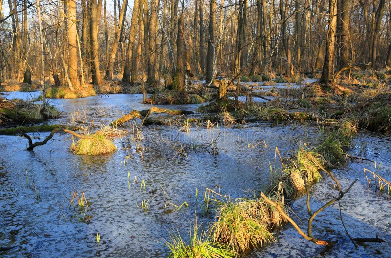 Bog in Wild Forest in Spring Stock Photo - Image of plant, river: 88598158