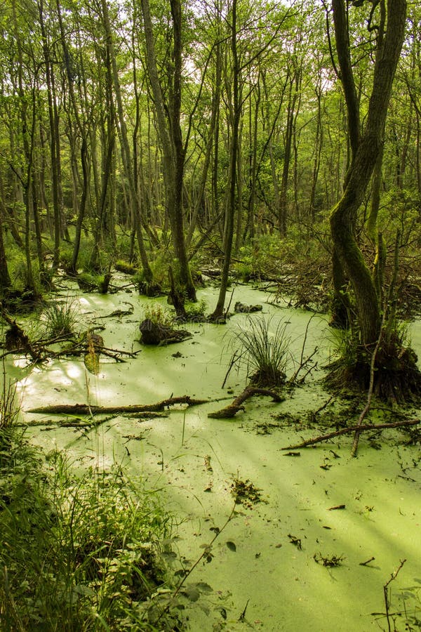 Bog and wood stock image. Image of conservation, bright - 27645443