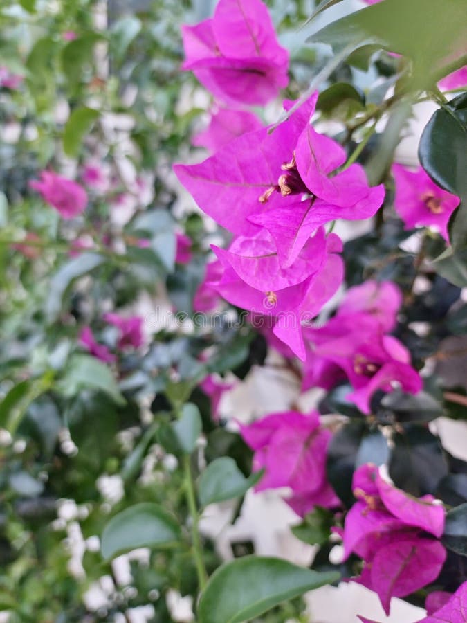 Bogan Villa Flowers Stock Photos - Free & Royalty-Free Stock Photos ...