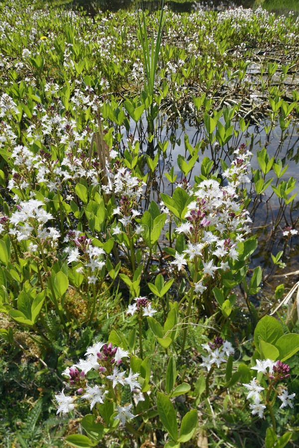 Bogbean stock photo. Image of plant, portrait, trifoliata - 92828754