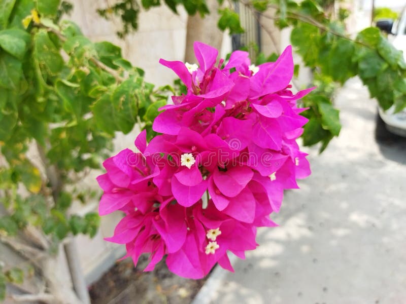 Bogen villa flower stock image. Image of villa, purple - 223748415