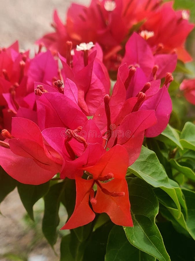 Bogenfil Flowers Stock Photos - Free & Royalty-Free Stock Photos from ...