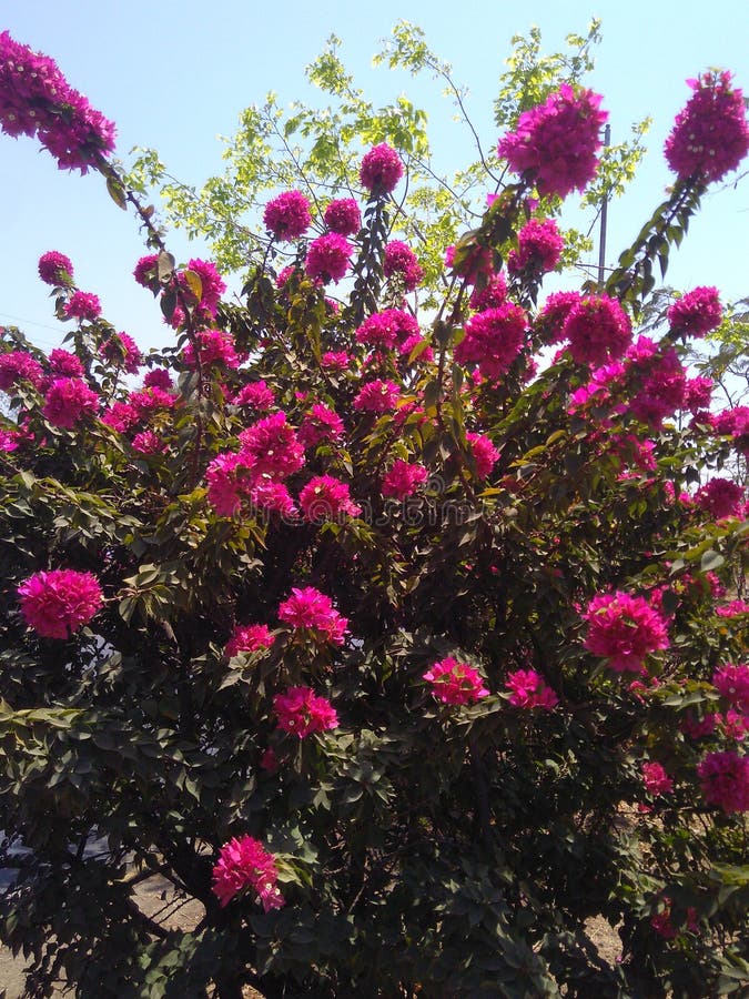 Bogenvelia plant stock photo. Image of beautiful, plant - 144084696