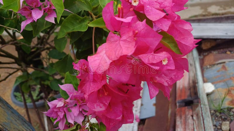 Bogenvil Born Stock Photos - Free & Royalty-Free Stock Photos from ...