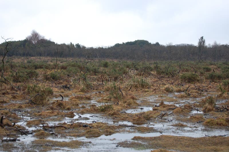 Boggy field in New Forest stock image. Image of field - 28612427