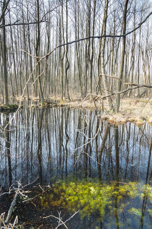 Boggy ground stock image. Image of poland, calm, green - 52652917