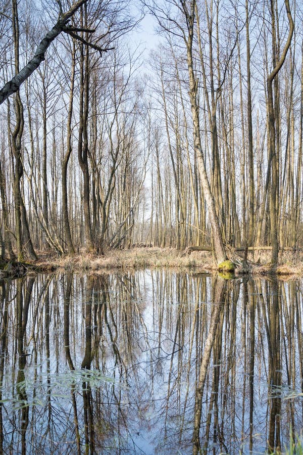 Boggy ground stock photo. Image of europe, rest, nature - 52652954