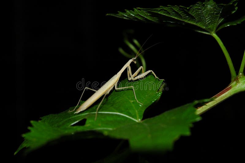 Bogomol stock image. Image of thailand, fighting, boosh - 50322653