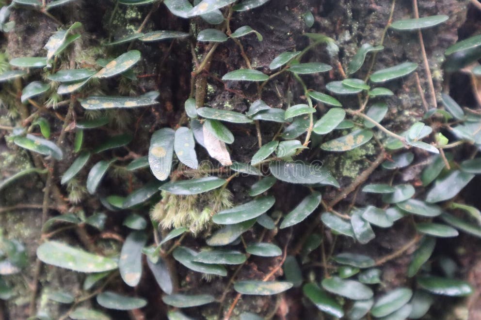 Leaf Motifs on Tree Trunks during the Day Stock Image - Image of ...