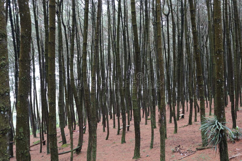 Thousands of Trees during the Day Stock Photo - Image of bogor, trees ...