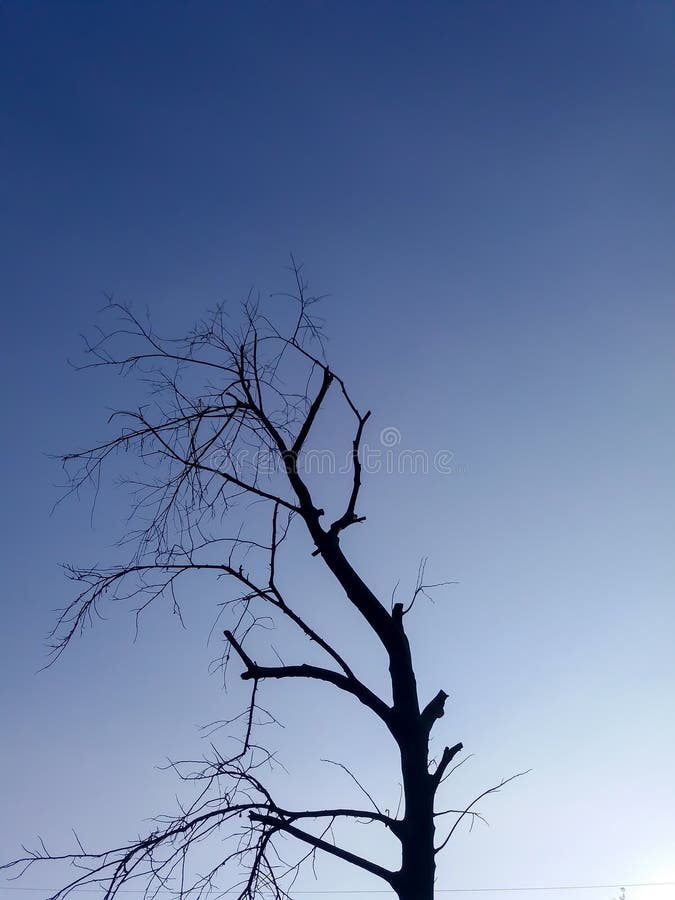 Bogor, West Java, Indonesia - June 18, 2018 : Soursop Tree that Has ...