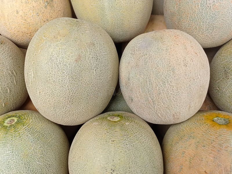 Fresh Melon Fruits from Traders in the Bogor Area. Stock Image - Image ...