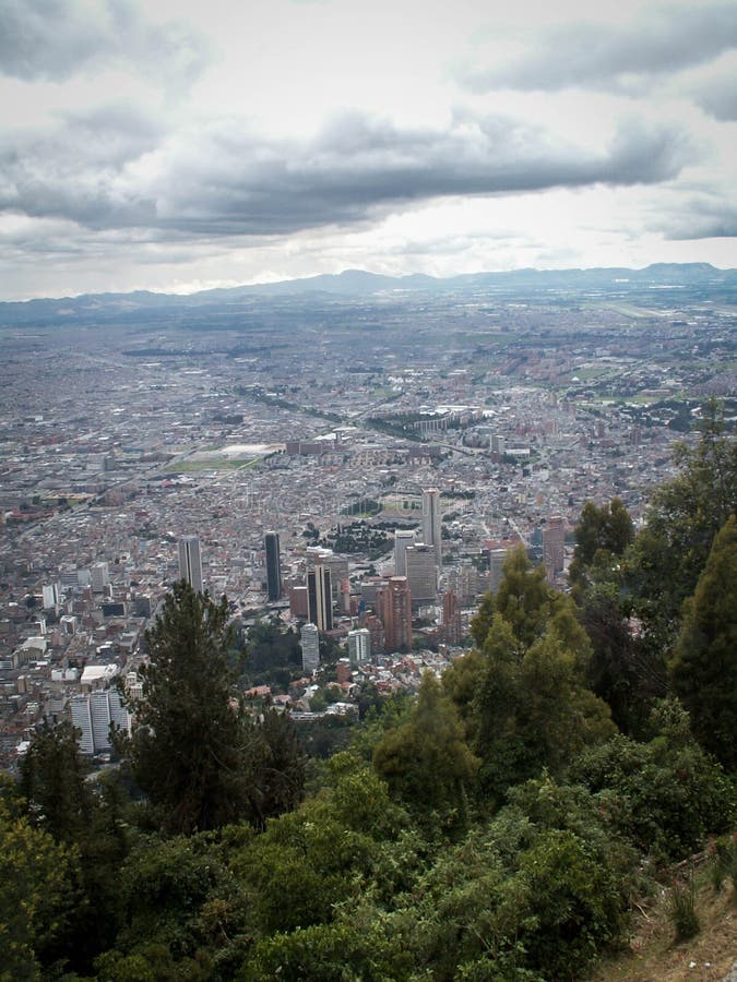 Bogota Tree and City View Portrait Stock Image - Image of botany ...