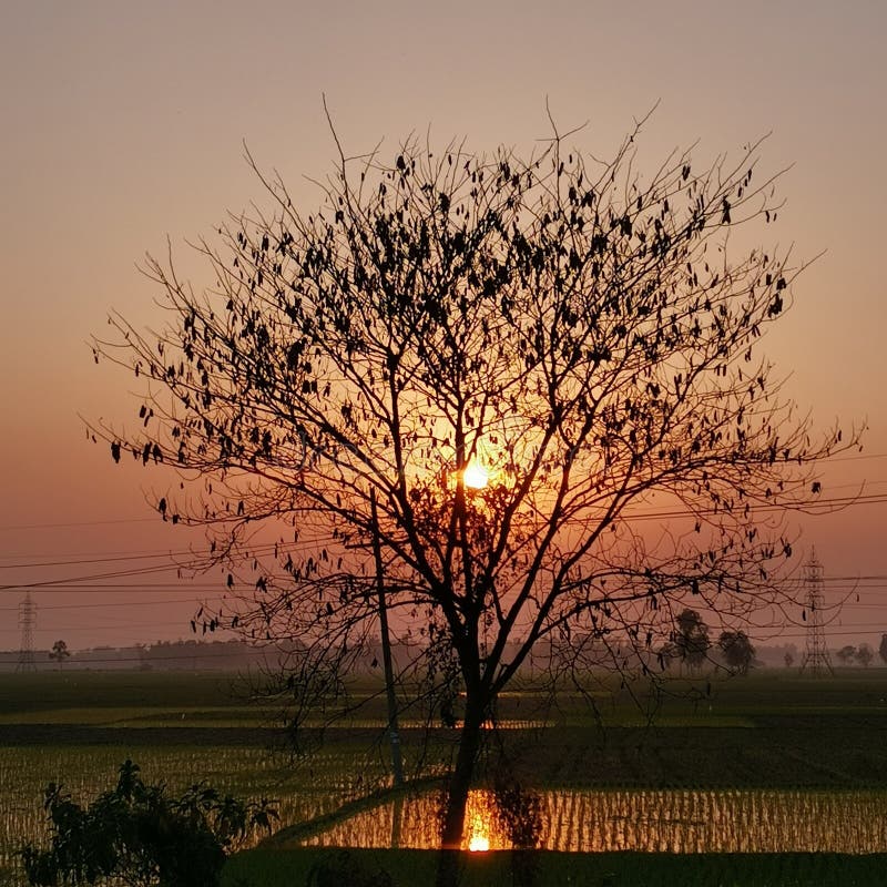 Bogra Gohail in the Afternoon of Ghadhuli Stock Photo - Image of sunset ...