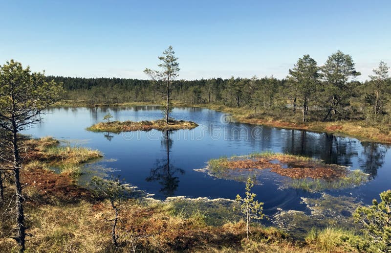 Reflection on the Bogs Water Stock Photo - Image of lily, swamp: 243494950