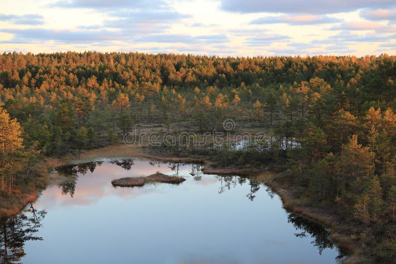 Reflection on the Bogs Water Stock Photo - Image of lily, swamp: 243494950