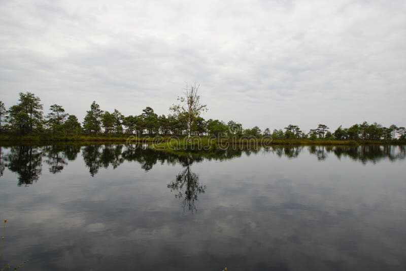 The bogs stock image. Image of estonia, water, green - 97804401