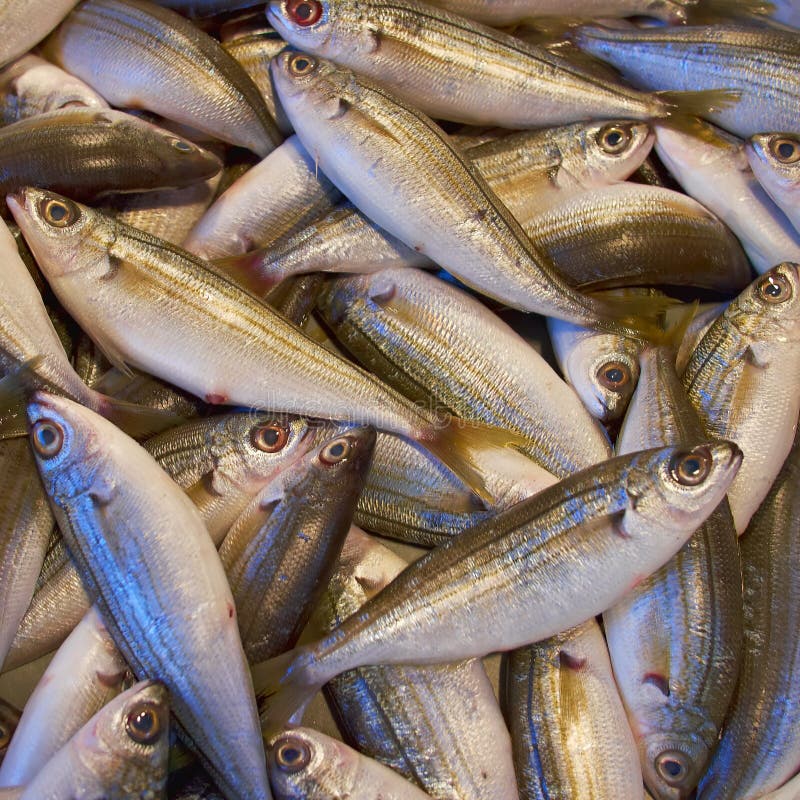 Bogue fish catch for sale stock image. Image of healthy - 27450585