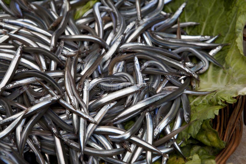 Bogue Fish Stock Photos - Free & Royalty-Free Stock Photos from Dreamstime