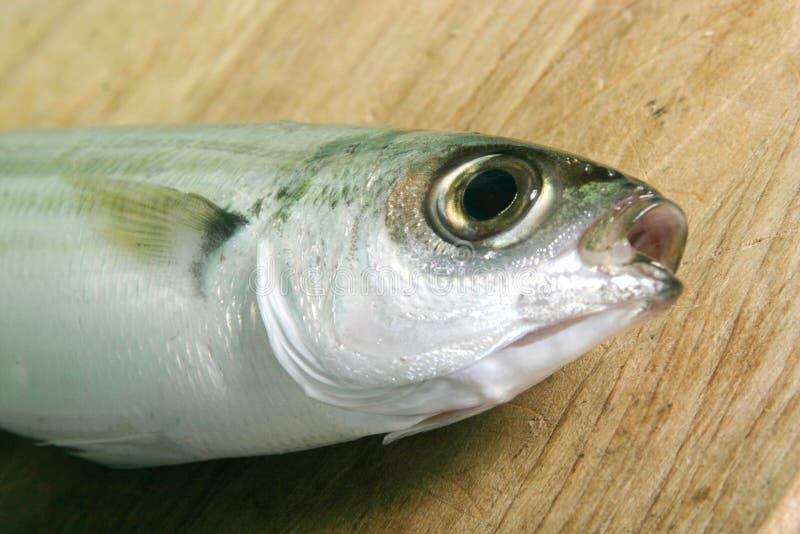 Bogue fish on wooden table stock image. Image of uncooked - 25868639