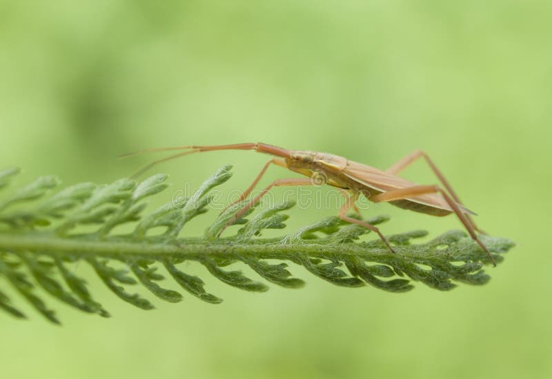 Bogue image stock. Image du entomologie, normal, insecte - 188526905
