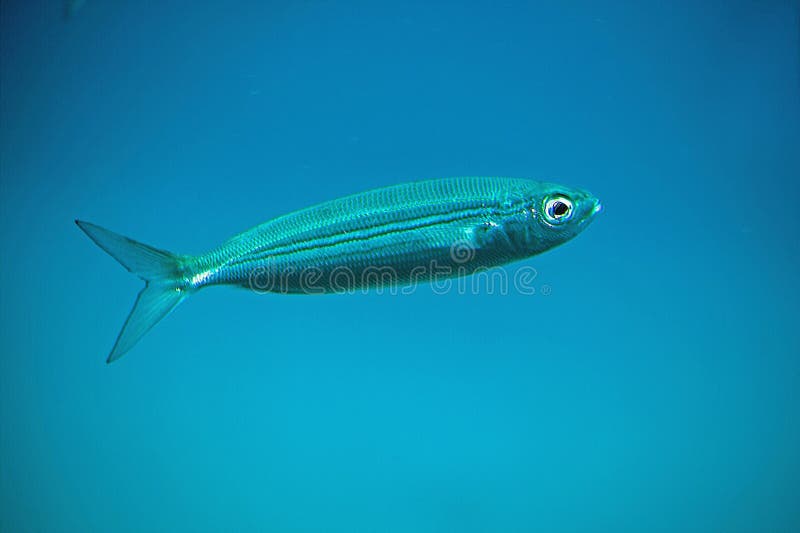 Bogue, Seabream, Boops Boops Stock Photo - Image of aquatic, tropical ...