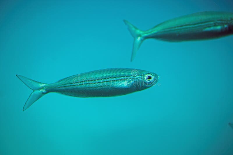 Bogue, Seabream, Boops Boops Stock Image - Image of aquatic, diving ...