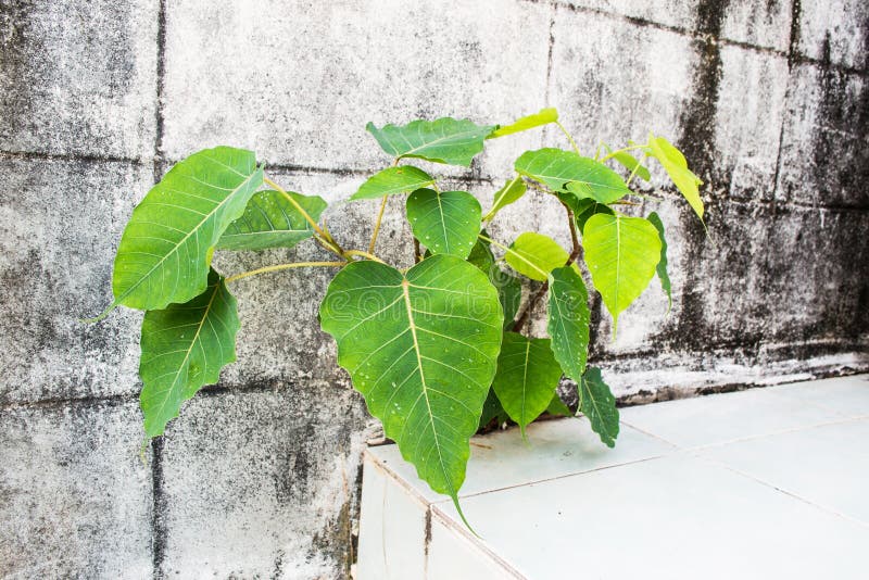 Bohdi Tree stock image. Image of buddhist, style, texture - 39175469