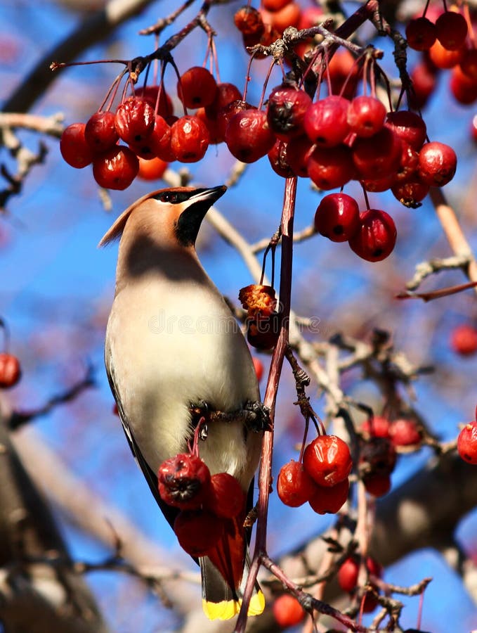 Bohemian Waxwing stock image. Image of outside, shadow - 37862225
