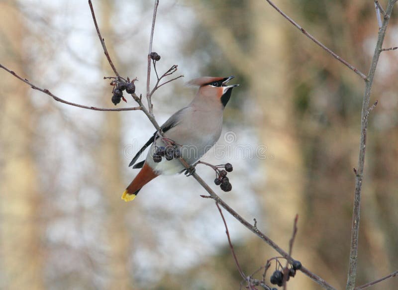 Bohemian Waxwing stock image. Image of birdie, outdoors - 3858701