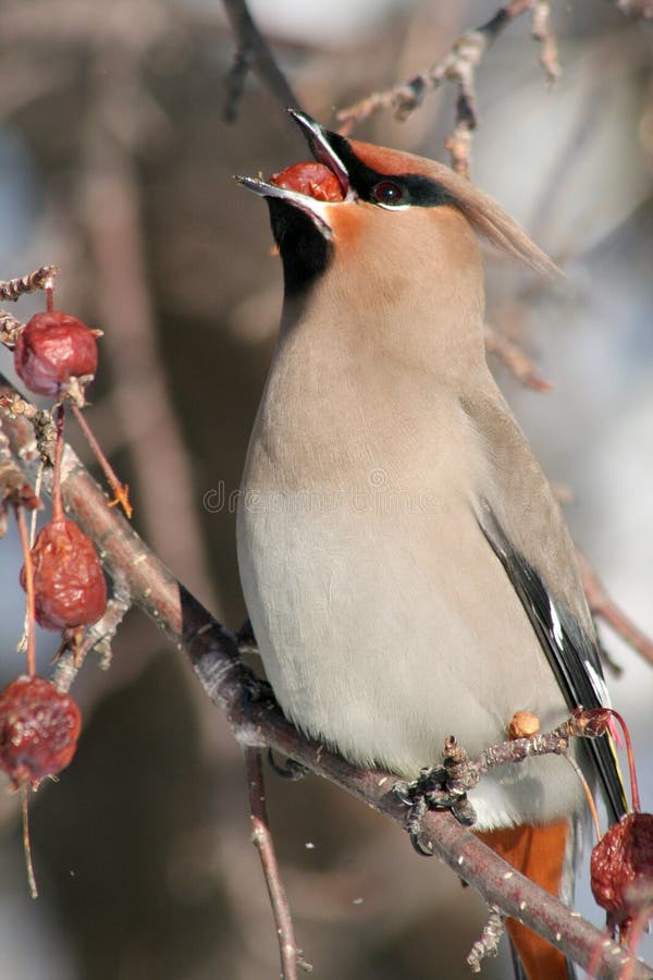 Bohemian Waxwing among Fallen Berries Stock Image - Image of spring ...