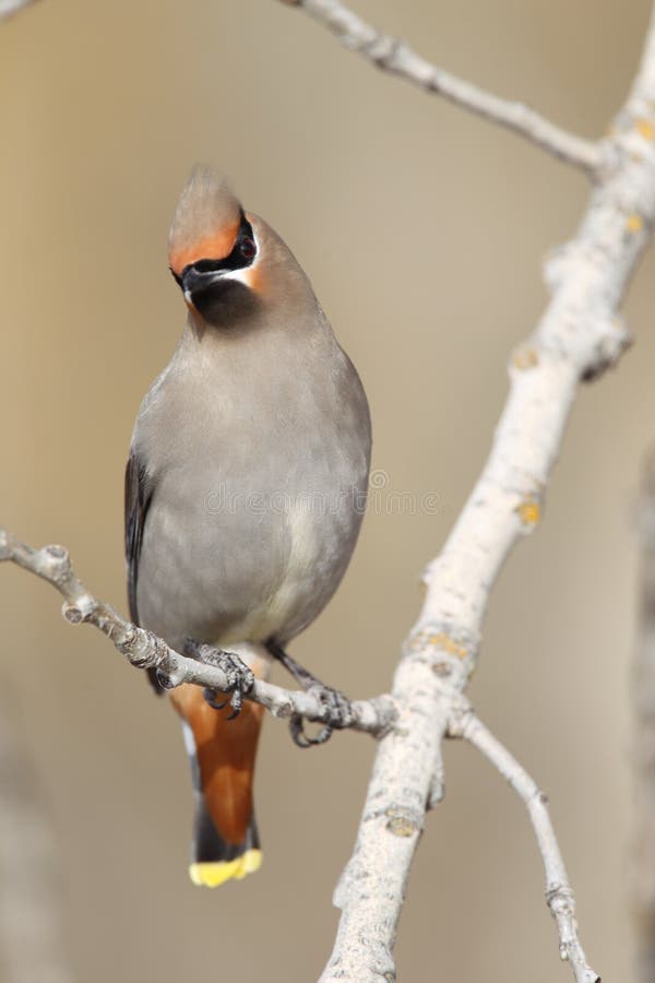 Bohemian Waxwing stock photo. Image of pretty, waxwing - 29836978