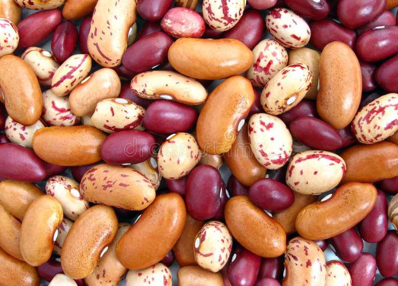 Pinto-Bohnen stockfoto. Bild von bohnen, braun, feld, beige - 8545434