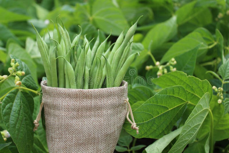 Bean-Feld im Garten stockfoto. Bild von gemüse, wachstum - 151014356